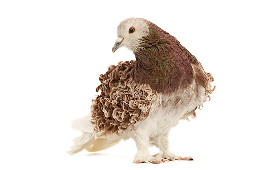 Freaky Frillback Pigeon Bird Nut Blog